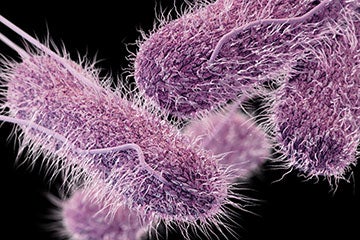 What Is Salmonella? Facts About Salmonella | CloroxPro | CloroxPro